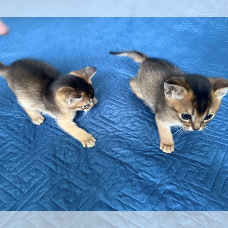 Абиссинские котята