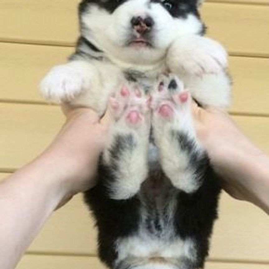 Малыши пушистые хаски