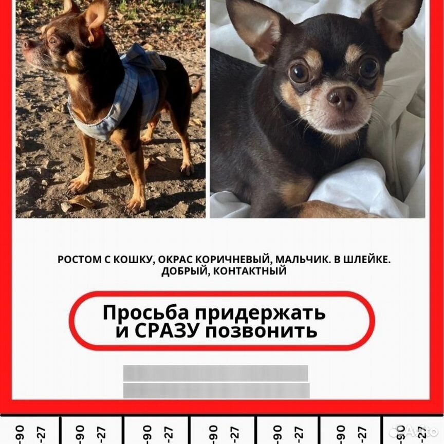 Потерялась собака