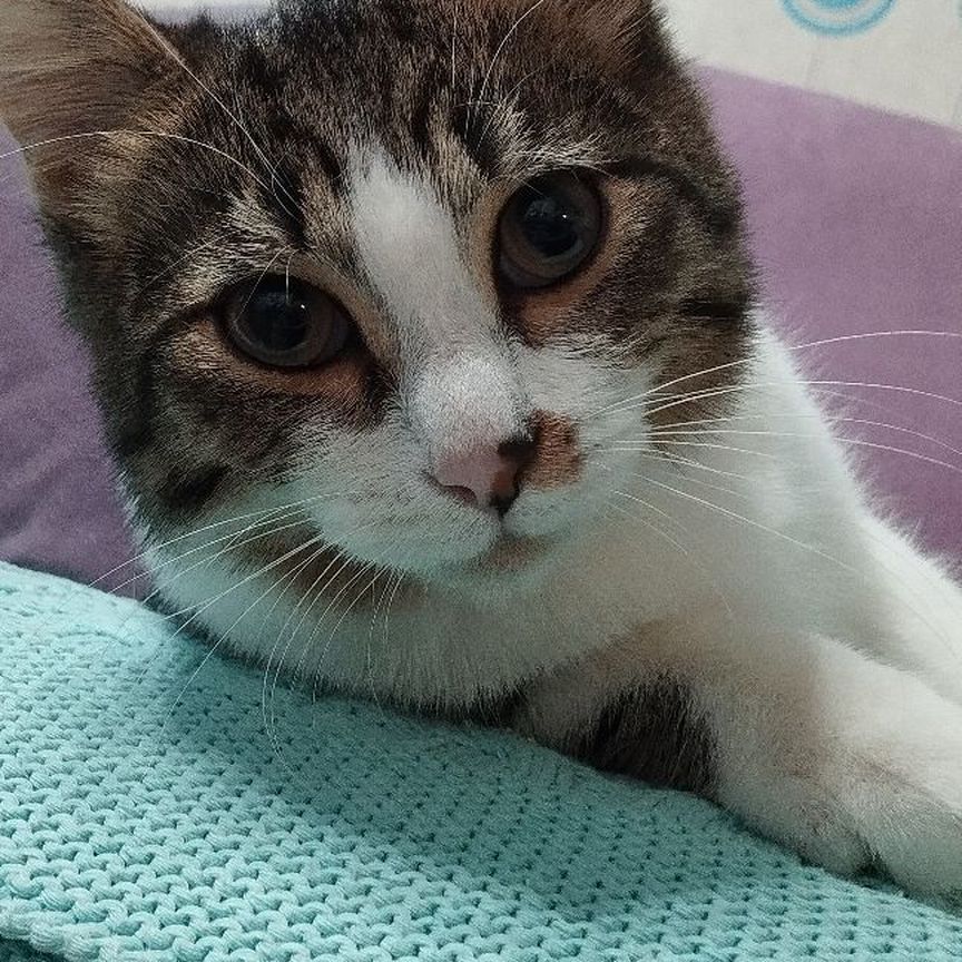 Котёнок взрослый