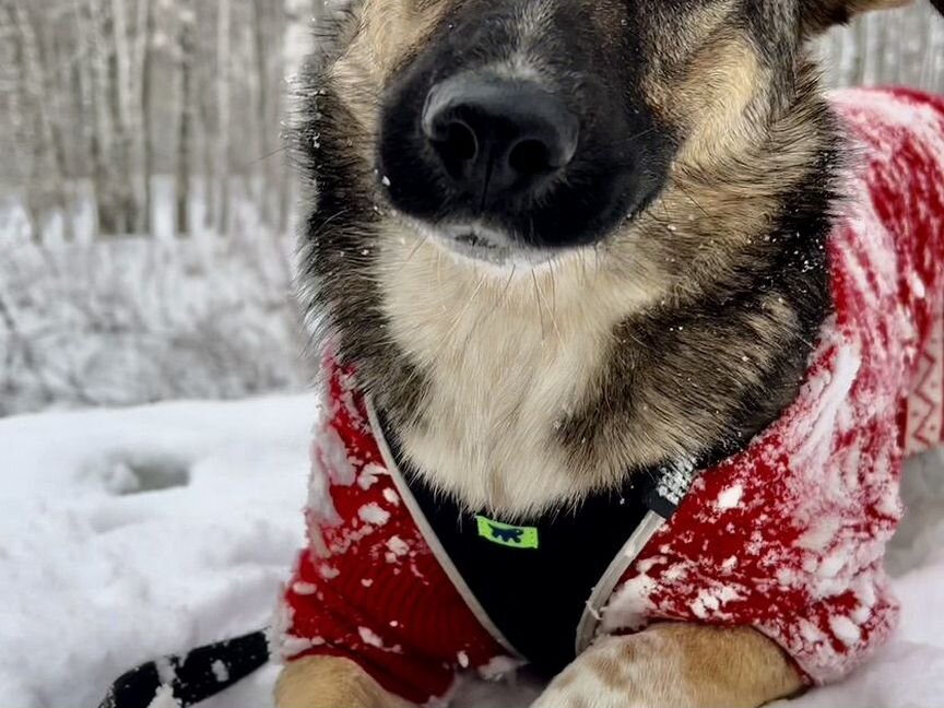 Наша Веснушка совсем не простушка