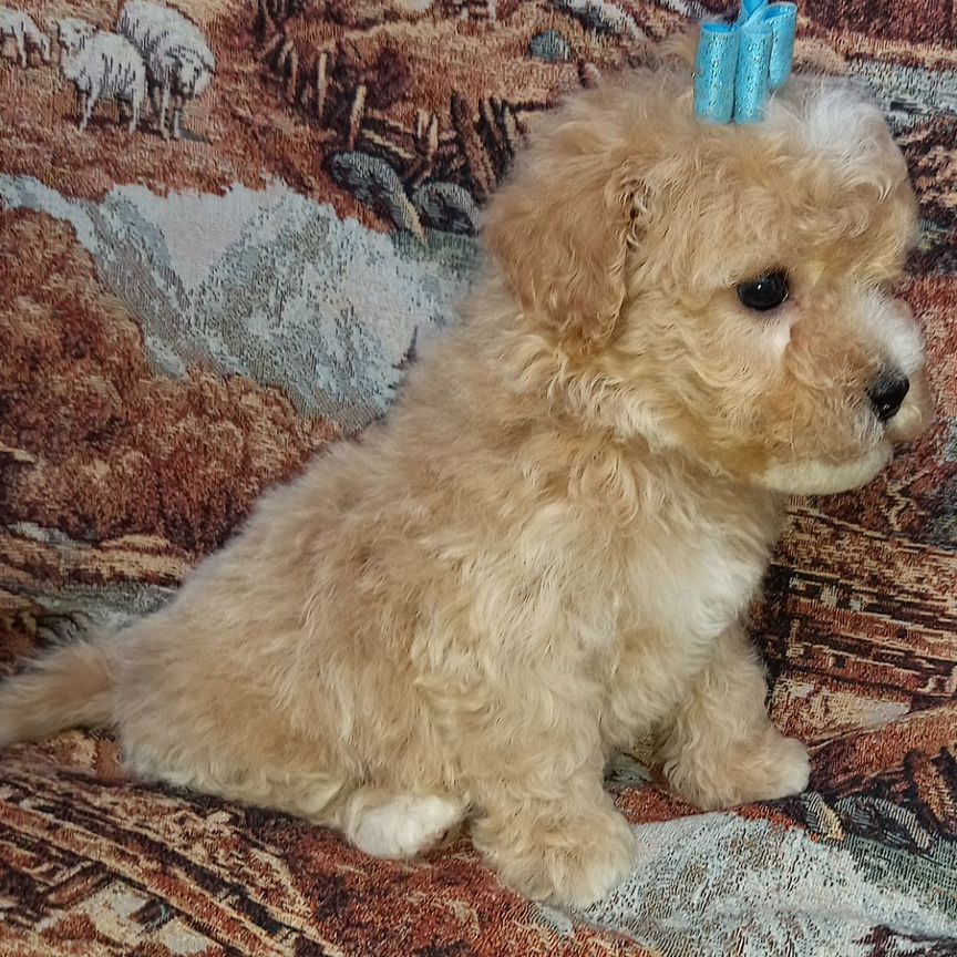 Мальтипу, щенок