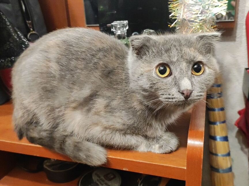 Котенок в добрые руки бесплатно