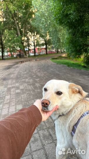 Собака Сладкий мальчик Сахар ищет дом