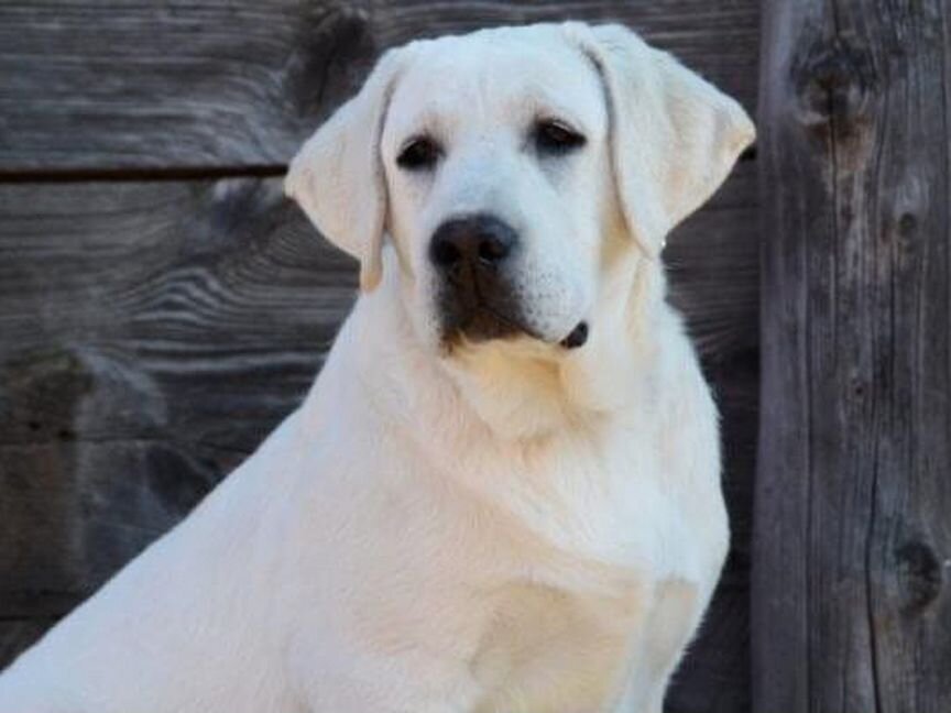 Жених Лабрадор