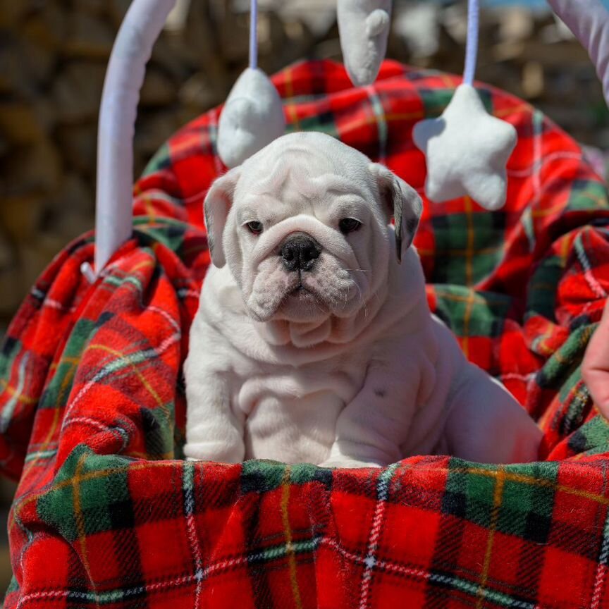 Английский бульдог