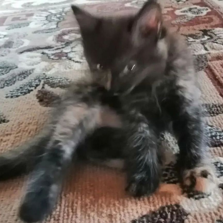 Сибирский котёнок