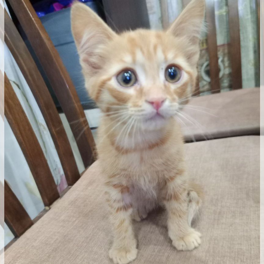 Котёнок в добрые руки