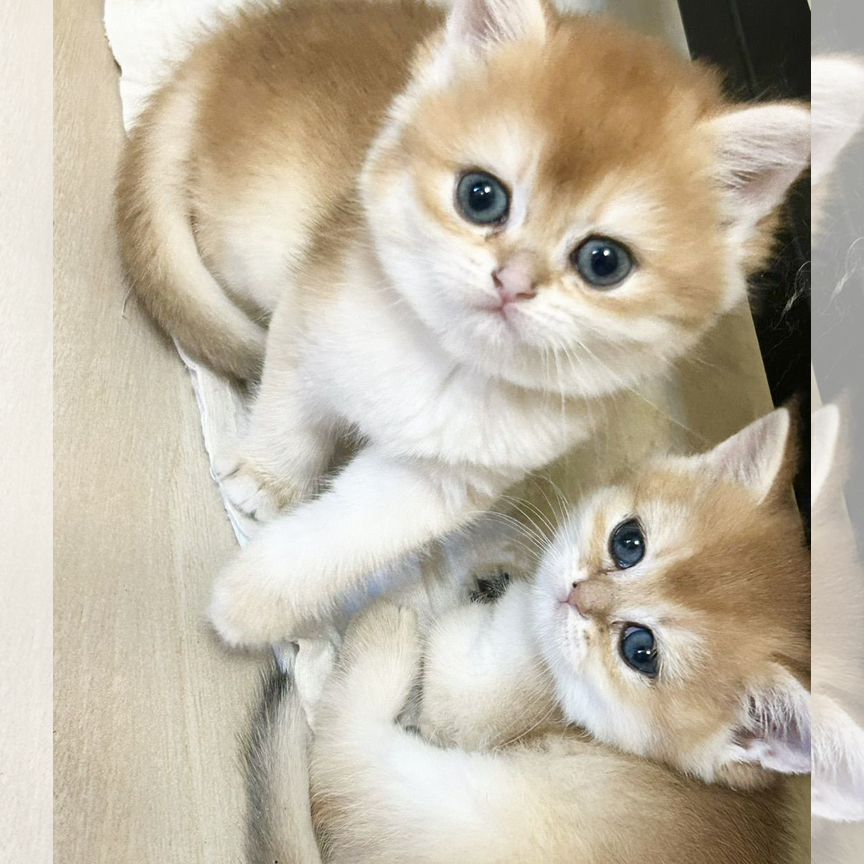 Кошечки золотые яркие рыжие Шиншиллы