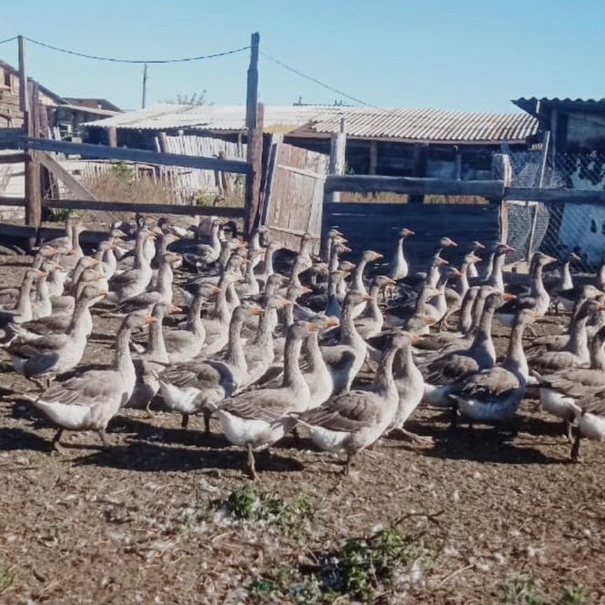 Живые гуси