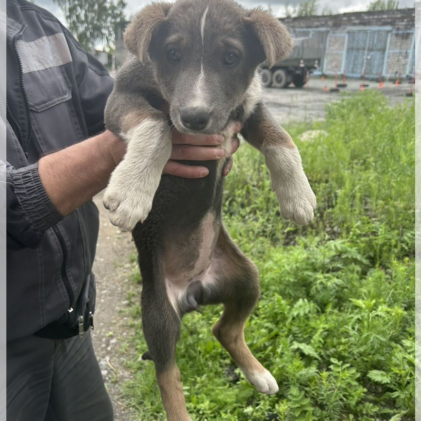 Щенок в добрые руки