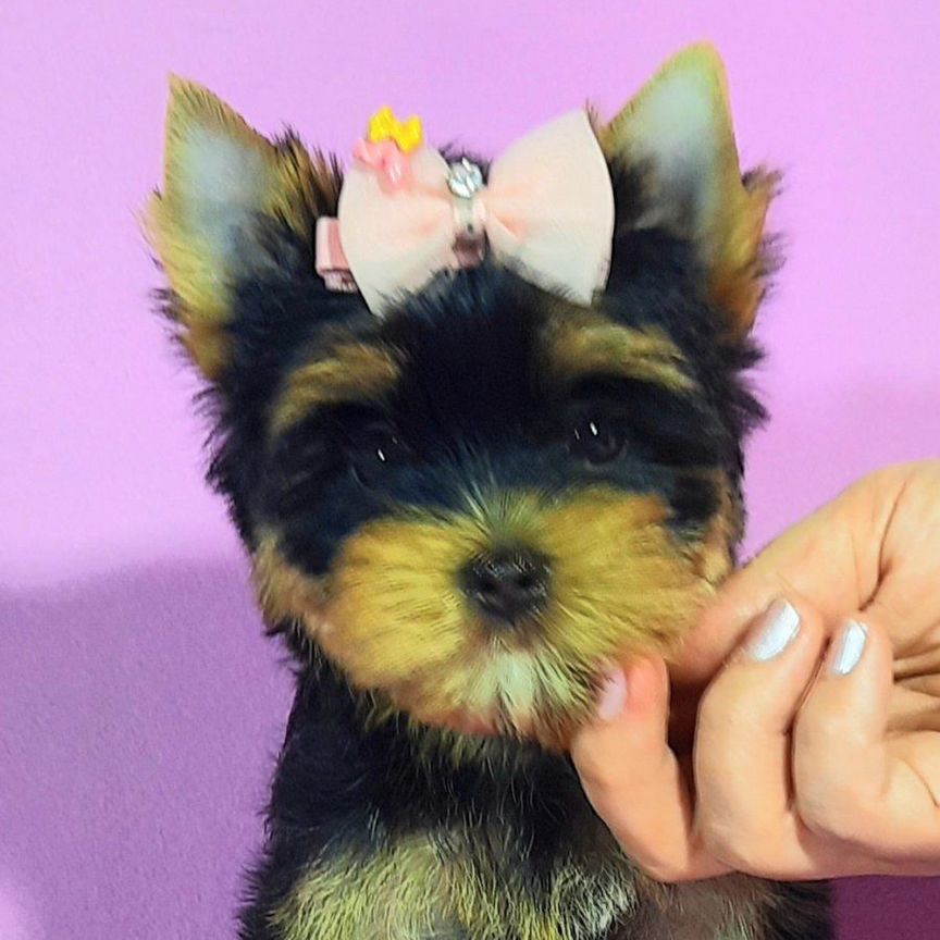 Йоркширский терьер щенки