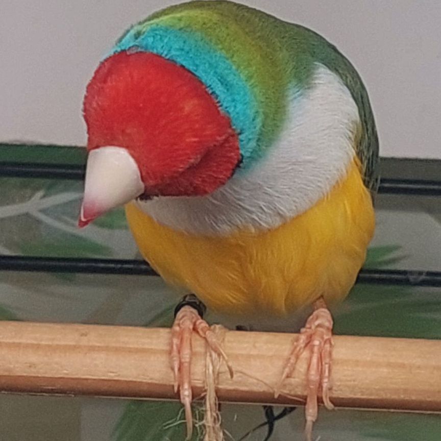 Самец амадина гульда