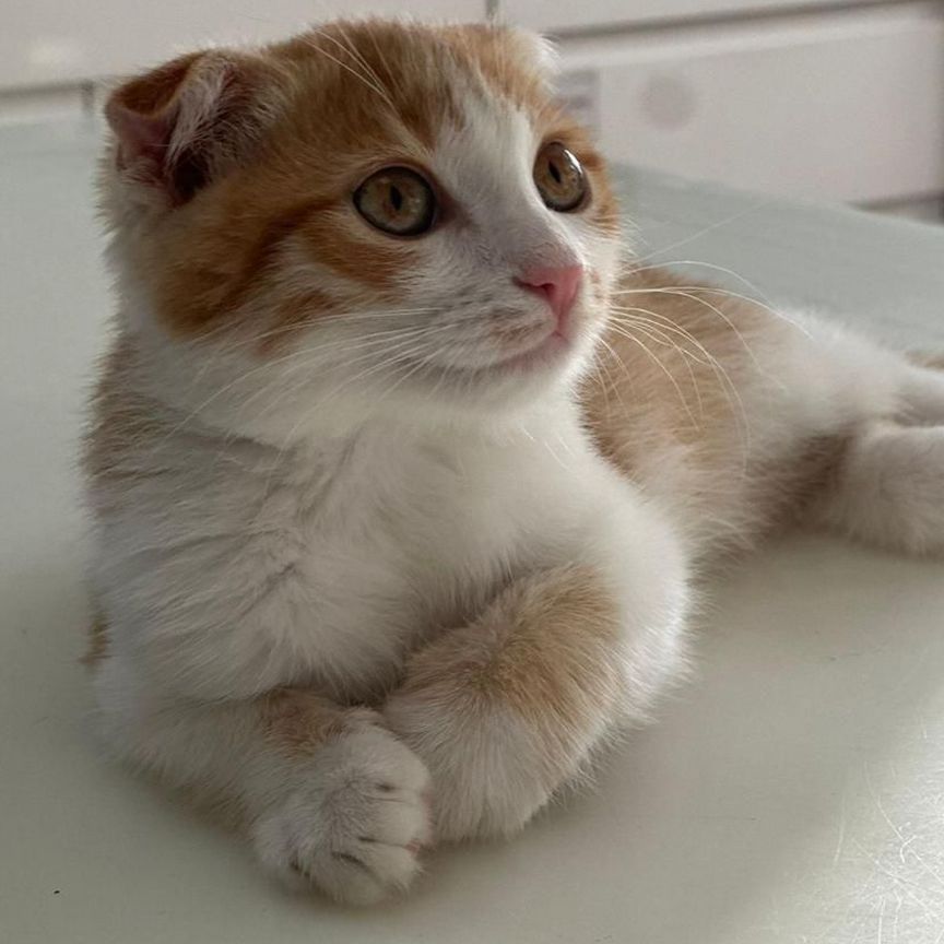 Шотландский вислоухий котёнок в добрые руки