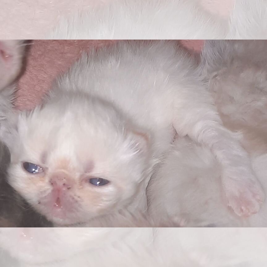 Персидский котёнок