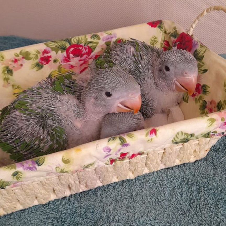 Выкормыши Александрийкого попугая