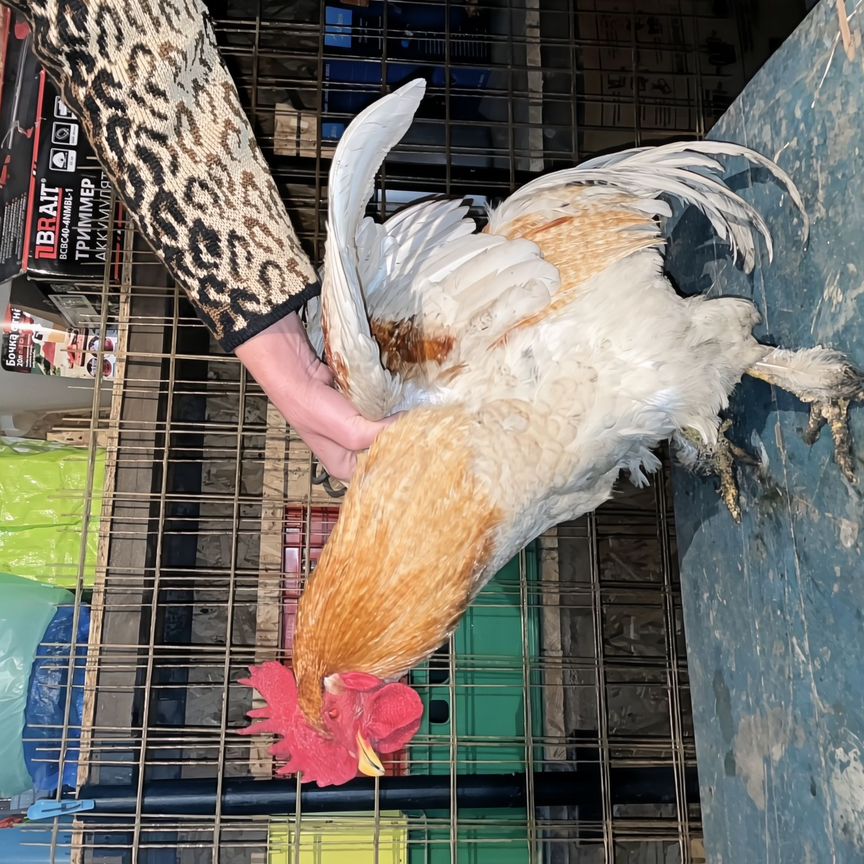 Куры петухи