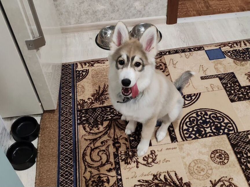 Щенок сибирской хаски девочка