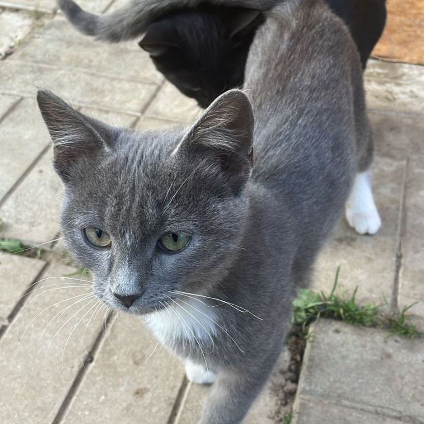 Котёнок