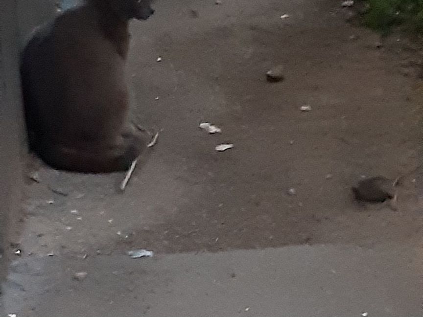 Беременная кошка