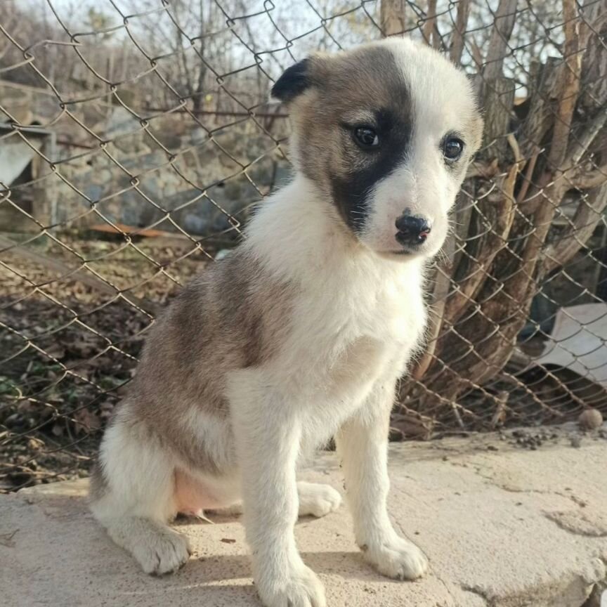 Шикарная девчуля ищет дом