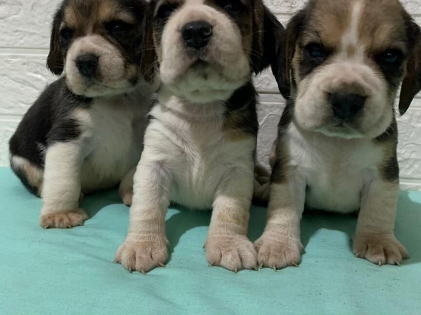 Бигль детки