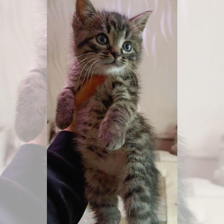 Котёнок в добрые руки