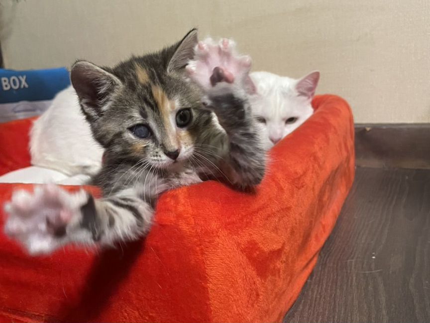 Котята бесплатно