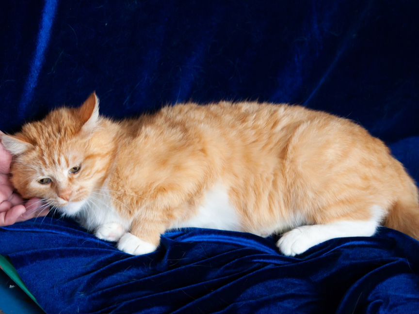 Кошка Санни, 5 лет