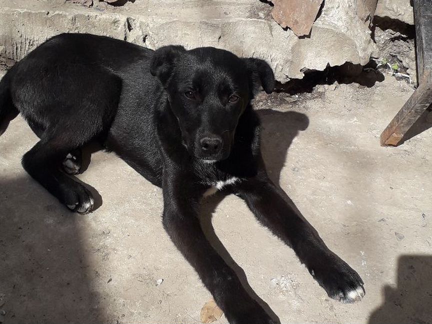 Ризеншнауцер