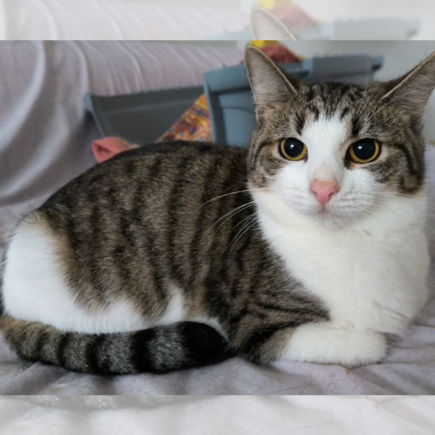 Бело-серая киса 5 мес розовый носик