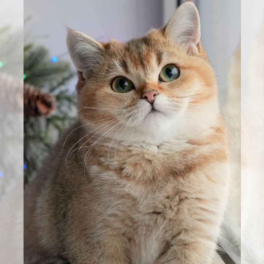 Британский короткошёрстный котёнок