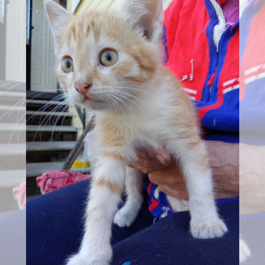 Малышка Лиза 2 мес