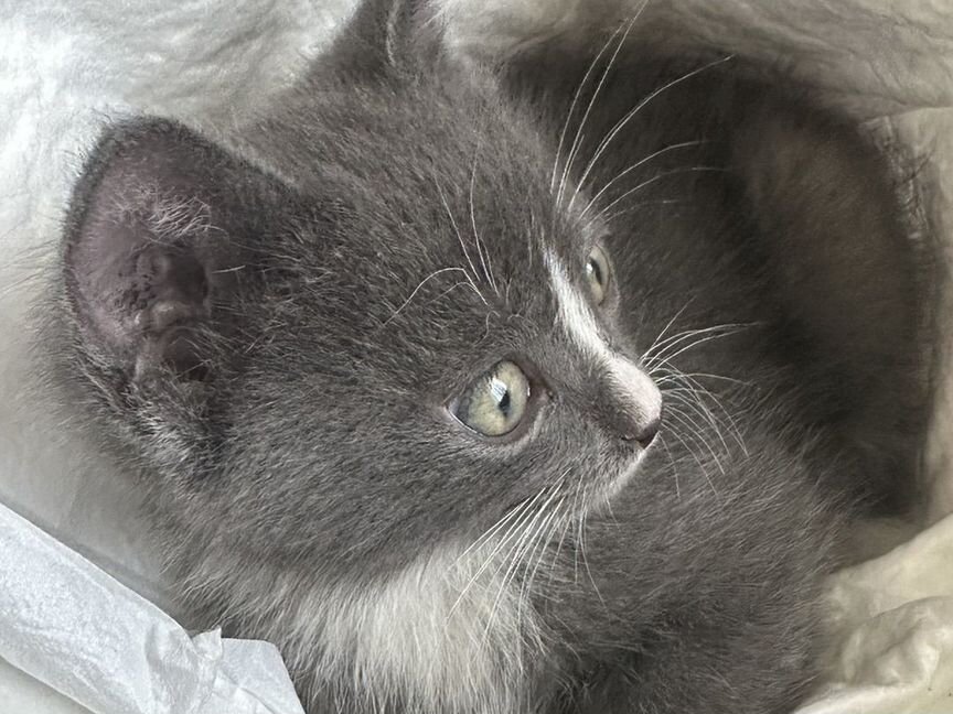 Бесплатно Котенок в добрые руки