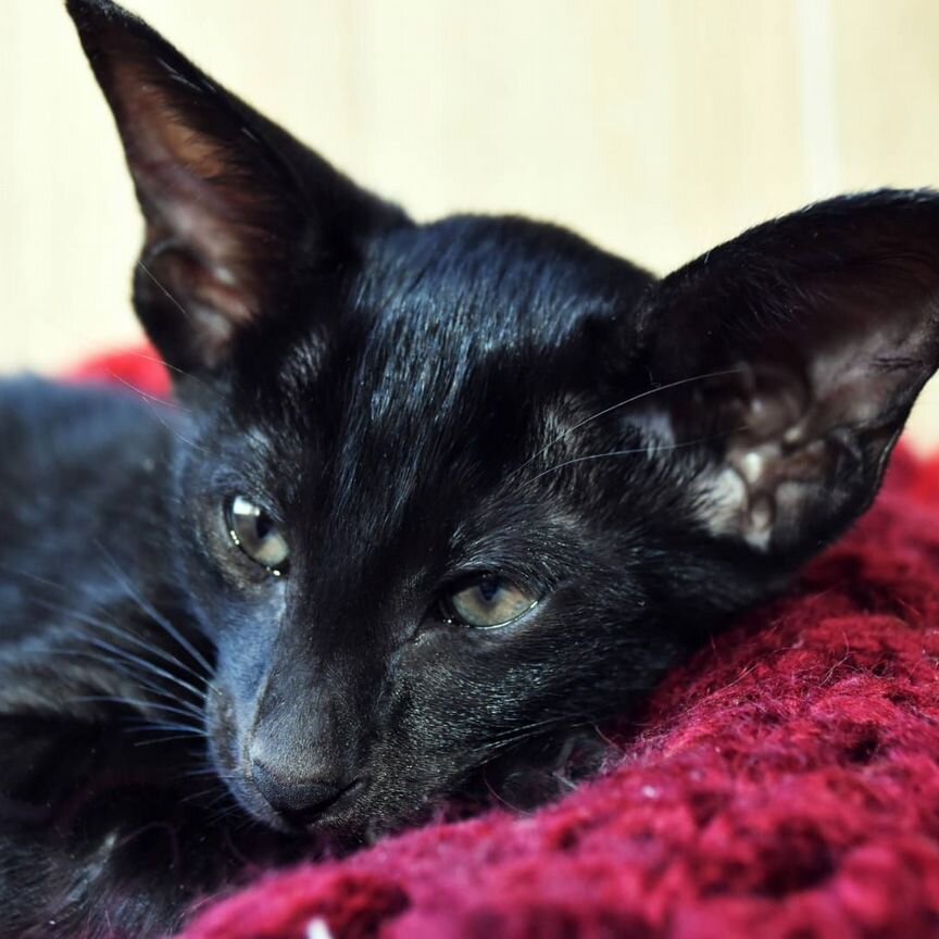 Ориентальные котята.Кот и киска