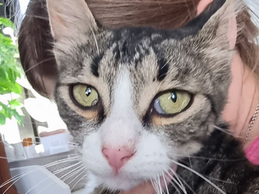 Котик в добрые руки