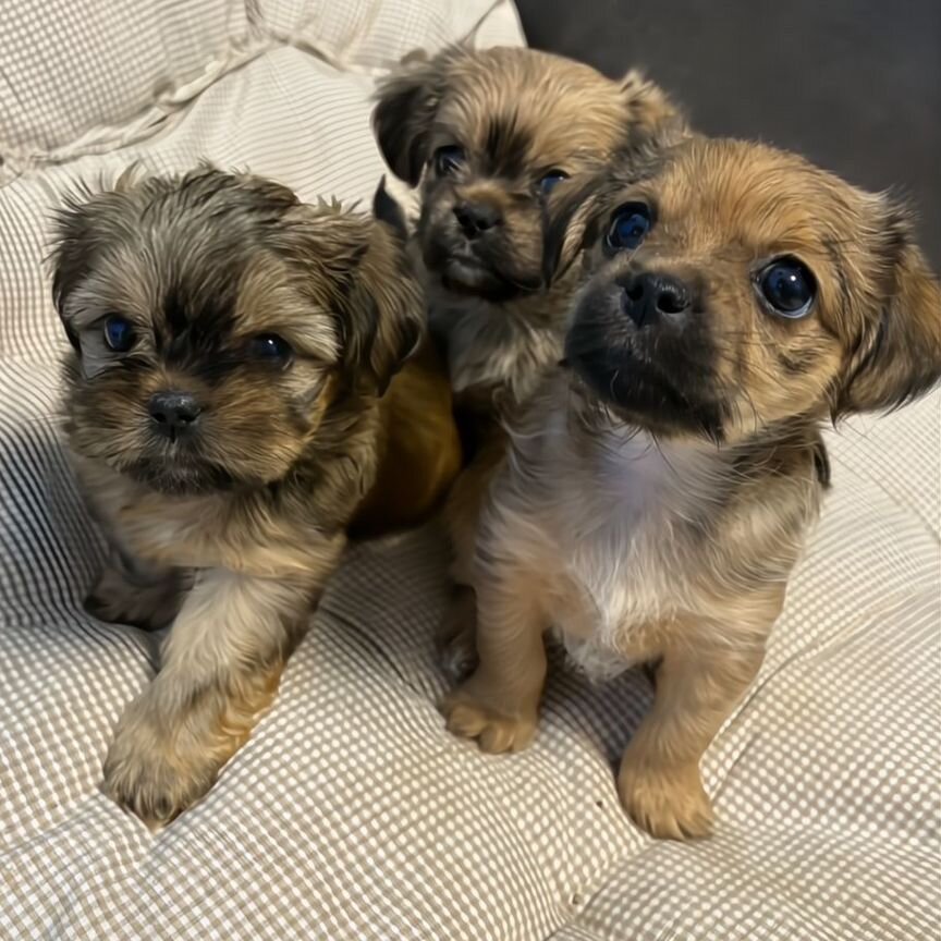 Йоркширский терьер, щенок