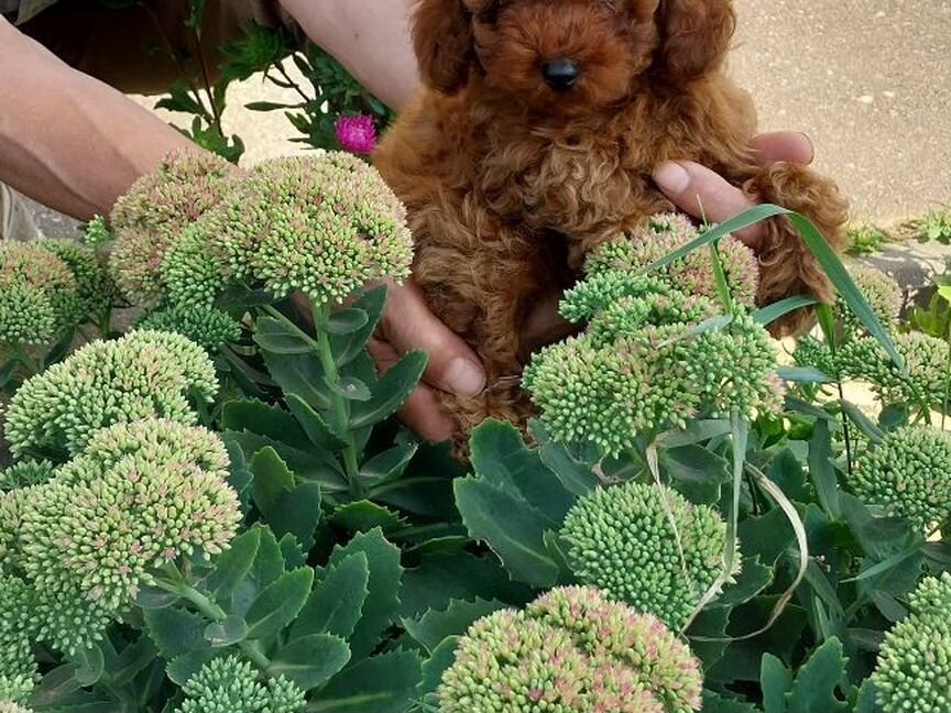 Той-пудель красный щенки