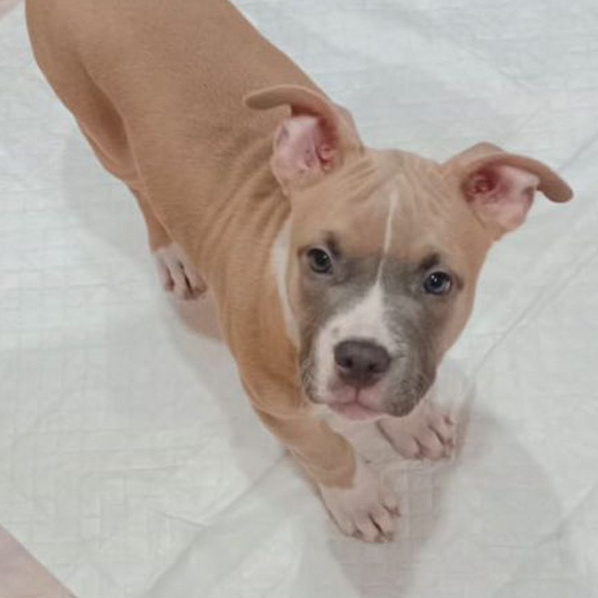 Американский стаффордширский терьер, щенок