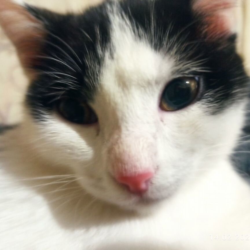 Котята в добрые руки бесплатно девочка