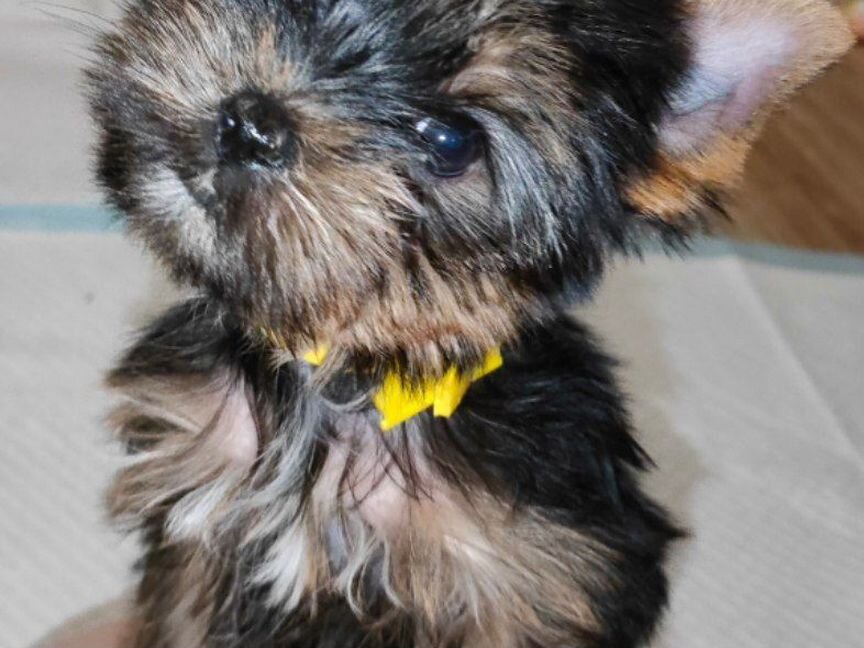 Йорк мини девочка