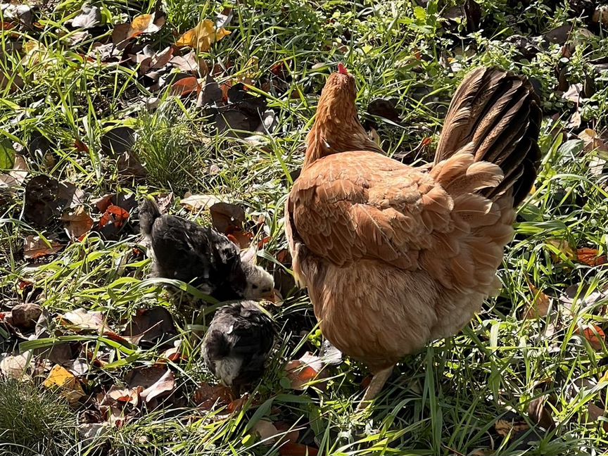 Курица с цыплятами