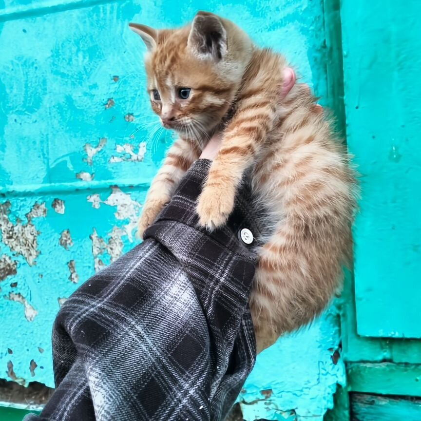Котенок от речной кошки
