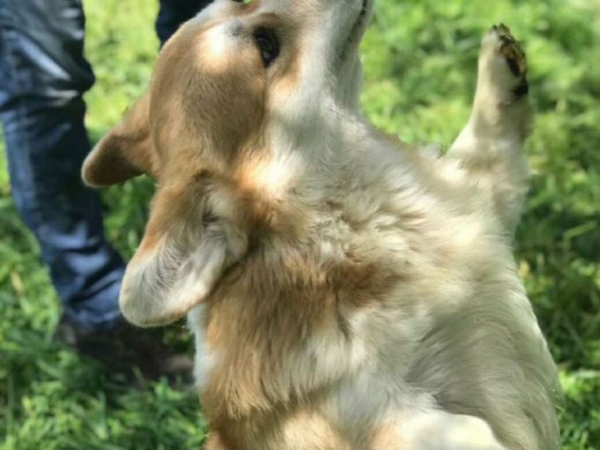 Чистокровный мальчик вязка