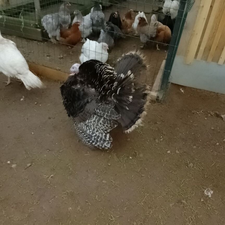 Индюк Бронза