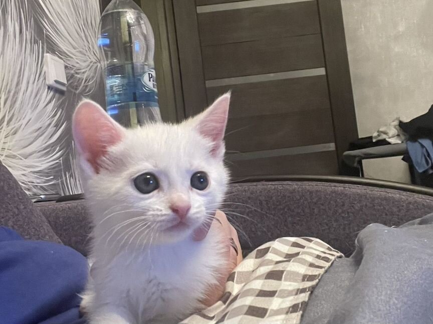 Котенок