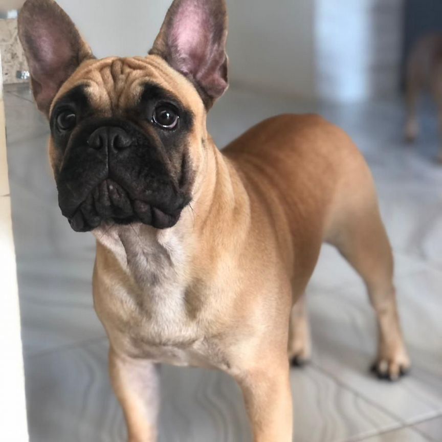 Французский бульдог щенки мальчик