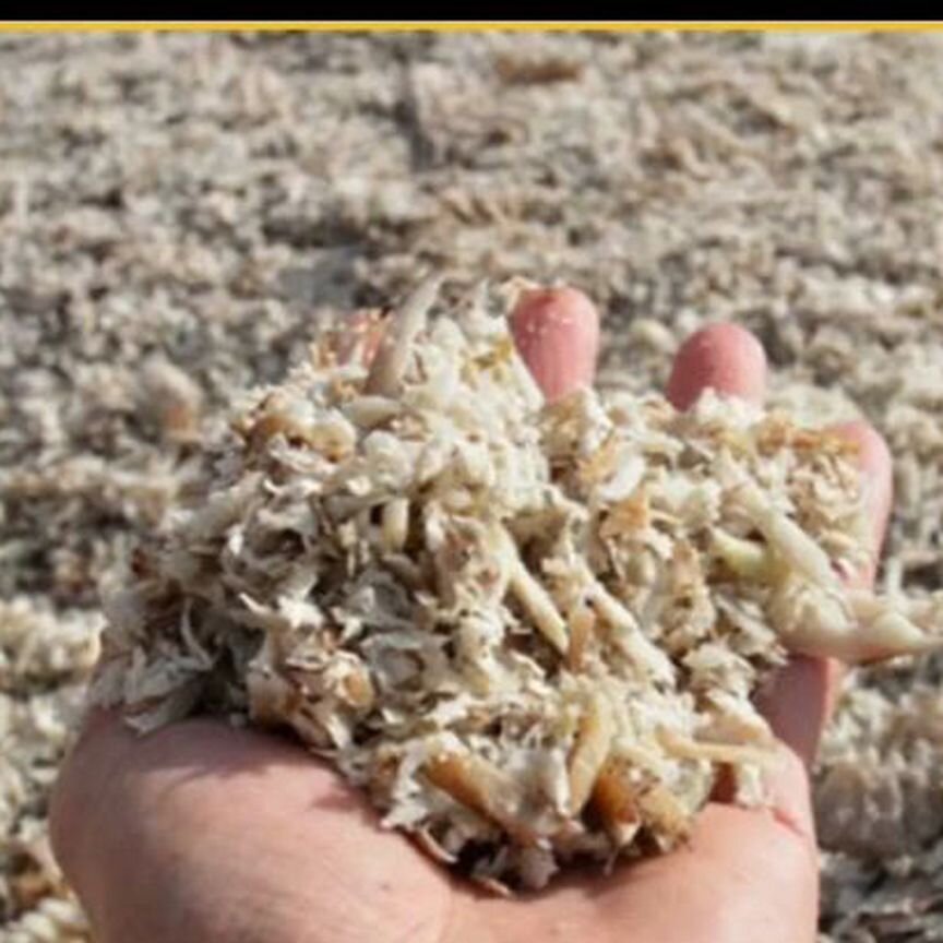 Жом свекловичный сырой