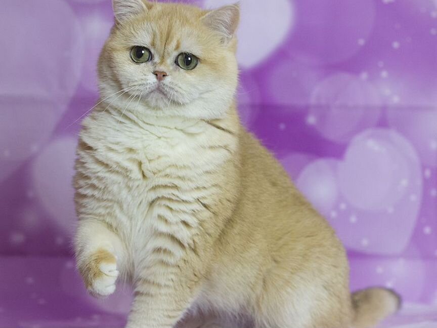 Британская взрослая кошечка