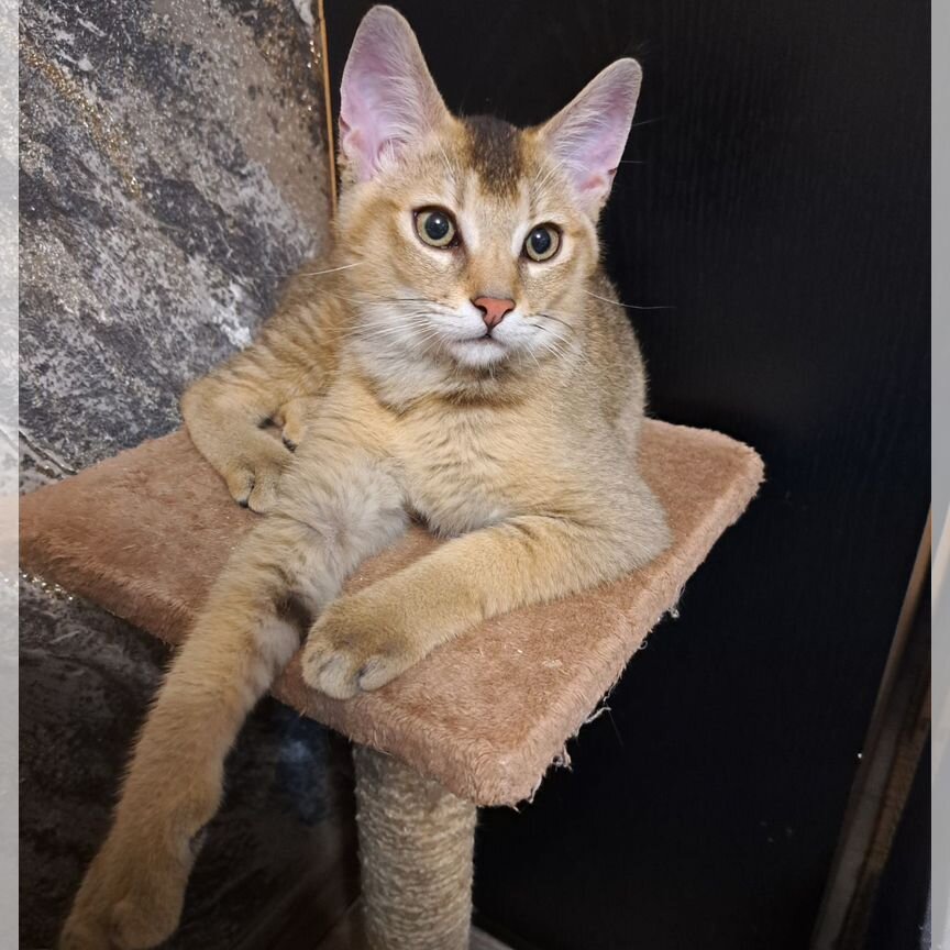 Чаузи котёнок